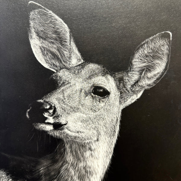 Doe - Original Scratchboard – Altitude Gallery